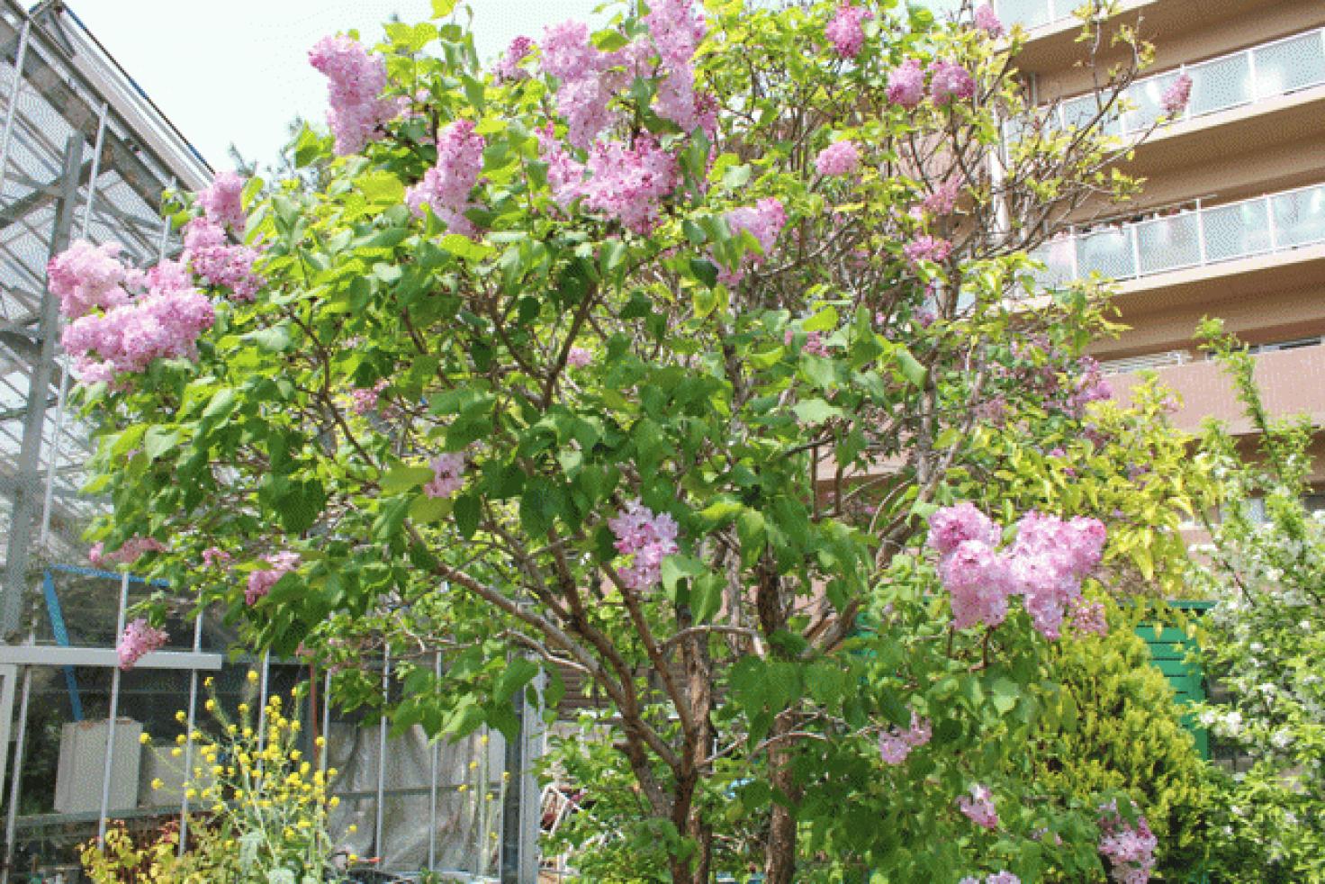 薄紫色のライラックの花がとても良い香りを放っています。 武庫川女子大学 薬用植物園